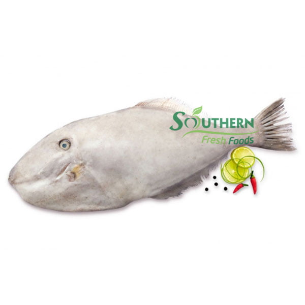 Frozen Leather Jacket Fish (Wild Caught) - SOUTHERN FRESH FOODS CO., LTD