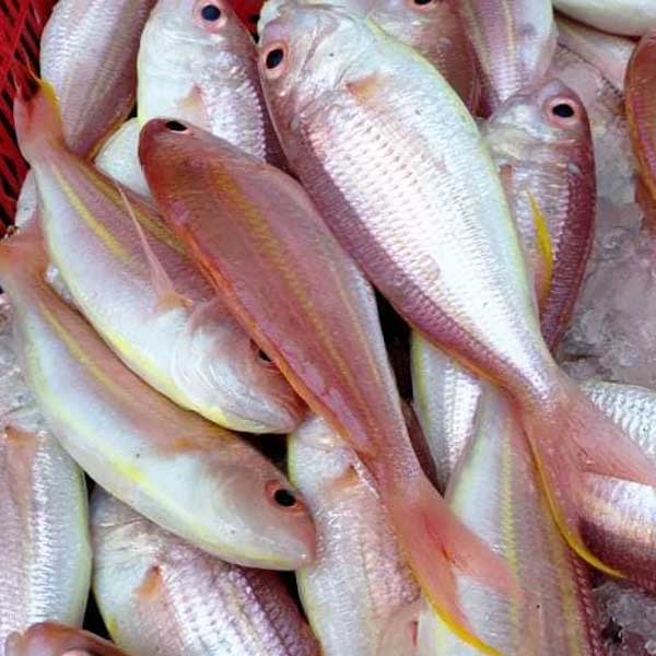 Cá đổng cờ | Sài Thành Foods