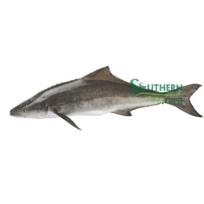 Frozen Cobia WR (Farm Raised) | Export From Viet Nam