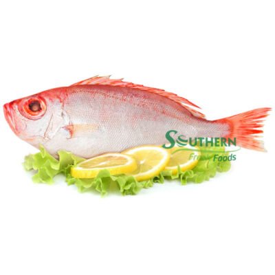 Red Big Eye Snapper | SOUTHERN FRESH FOODS CO., LTD